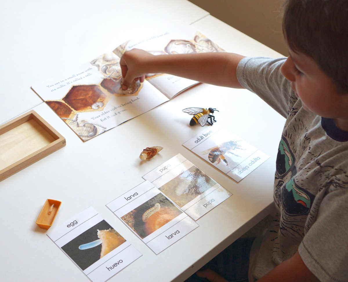 Aprendiendo el Ciclo de Vida de una Abeja