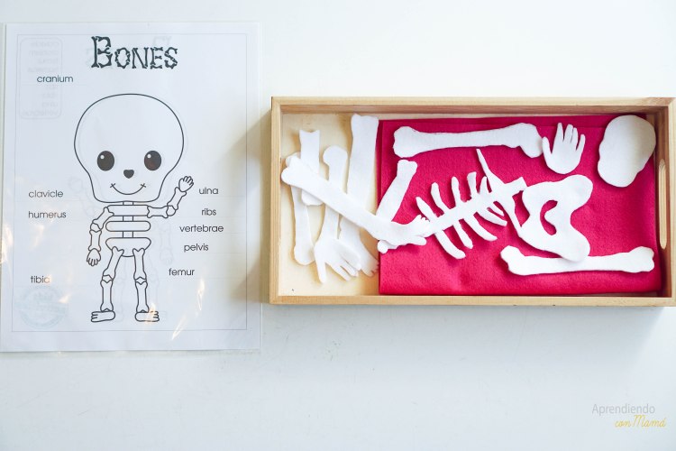 Aprendiendo sobre el Esqueleto
