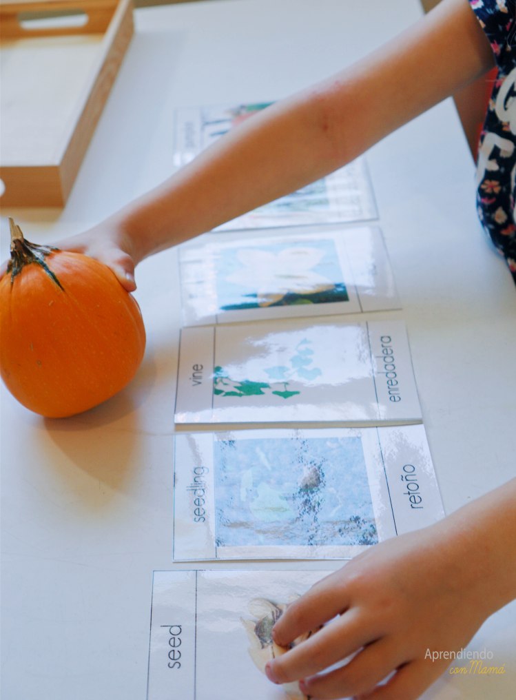 Aprendiendo con Calabazas