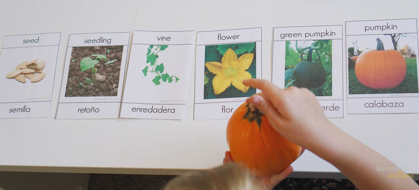Aprendiendo con Calabazas